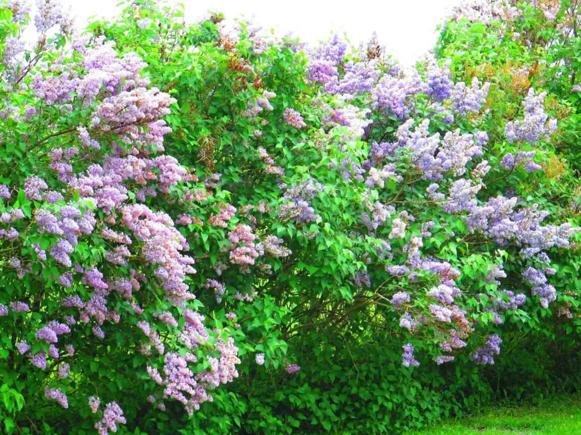 LILACS & MICRONUTRIENTS: A 20-Year Mystery Solved