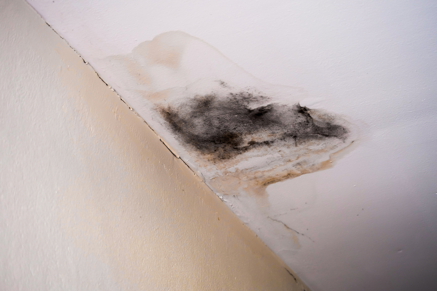 WET CEILINGS IN DRY WEATHER? Learn Why Your Ceiling Gets Damp Each Winter