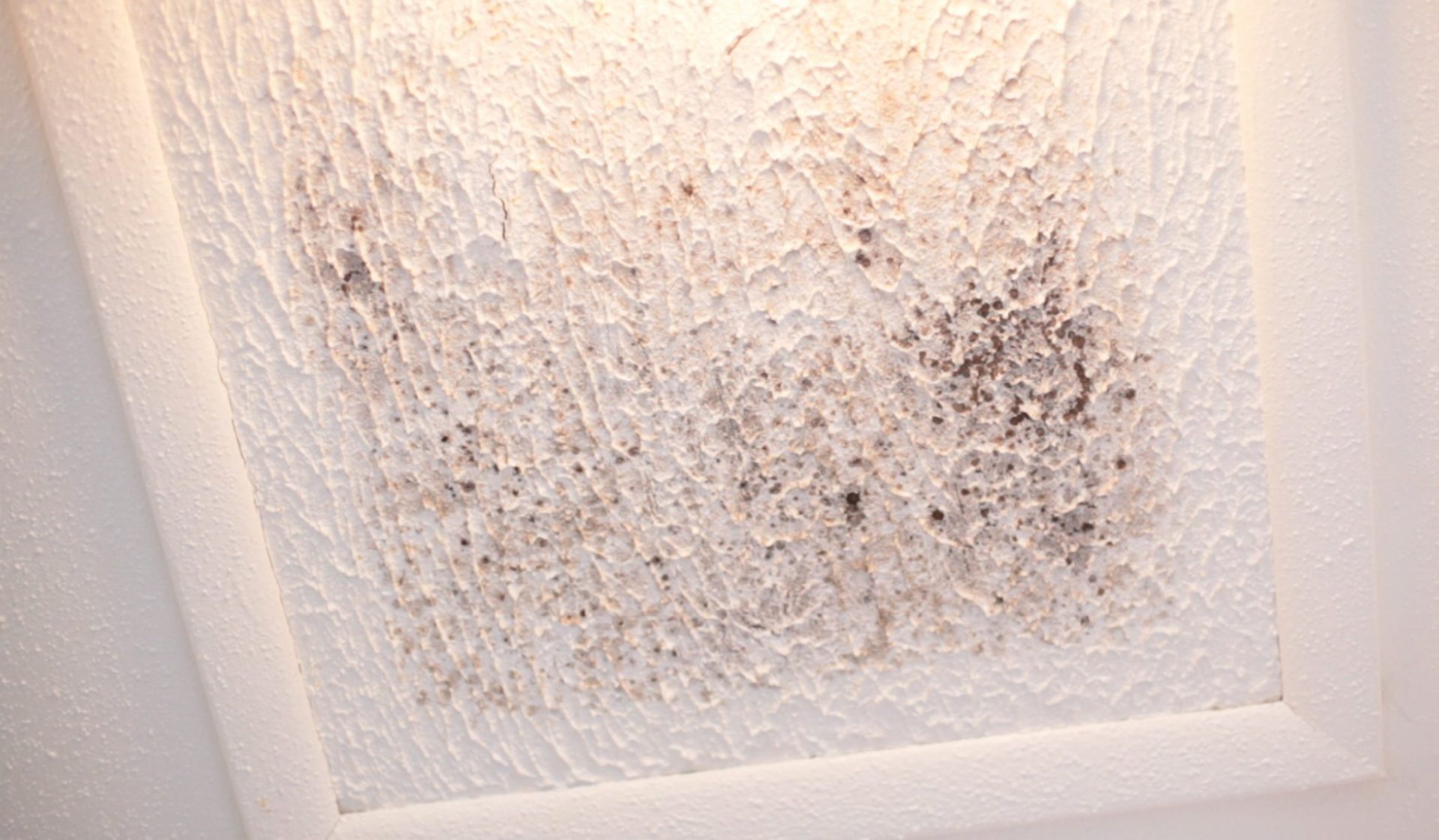HOUSEHOLD MOLD: Why Winters make It Happen & How to Stop It