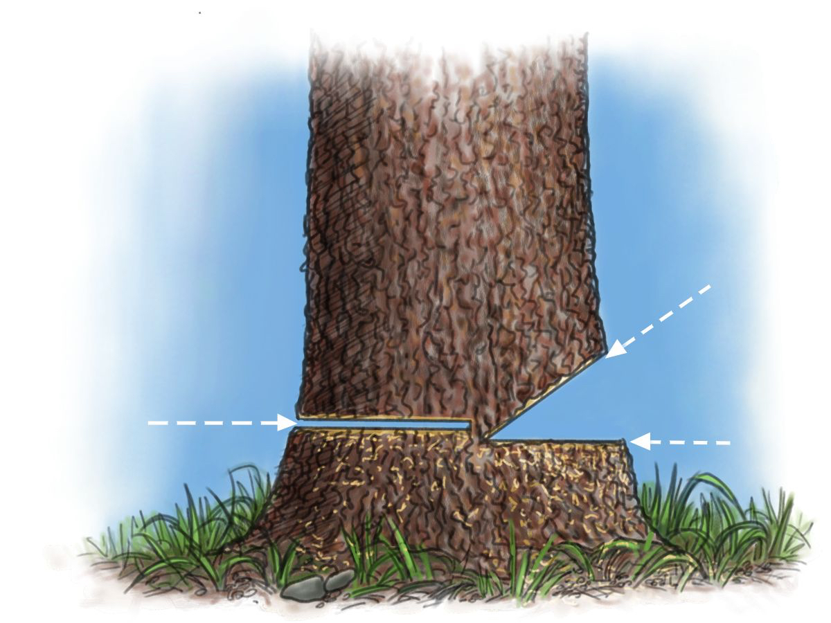 FIREWOOD FROM THE FOREST - Learn how to cut, split & stack it ...